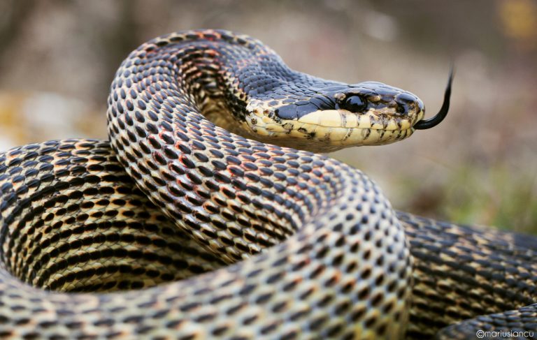 Ce animale din România sunt pe cale de dispariție. 11 specii amenințate