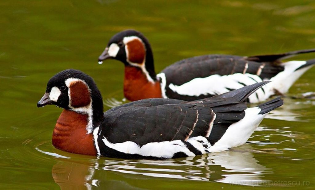 Ce animale din România sunt pe cale de dispariție. 11 specii amenințate