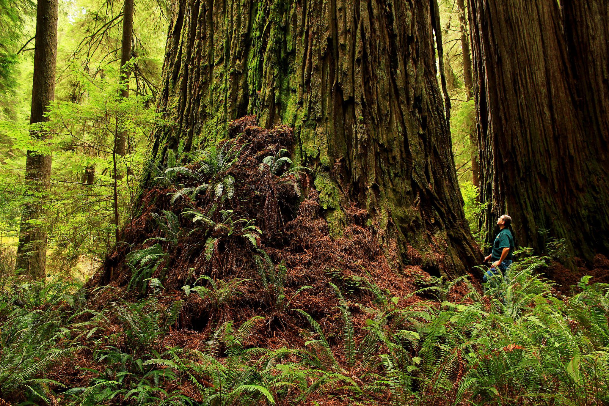 Cel mai înalt copac din lume. Unde se află și ce dimensiuni uimitoare ...