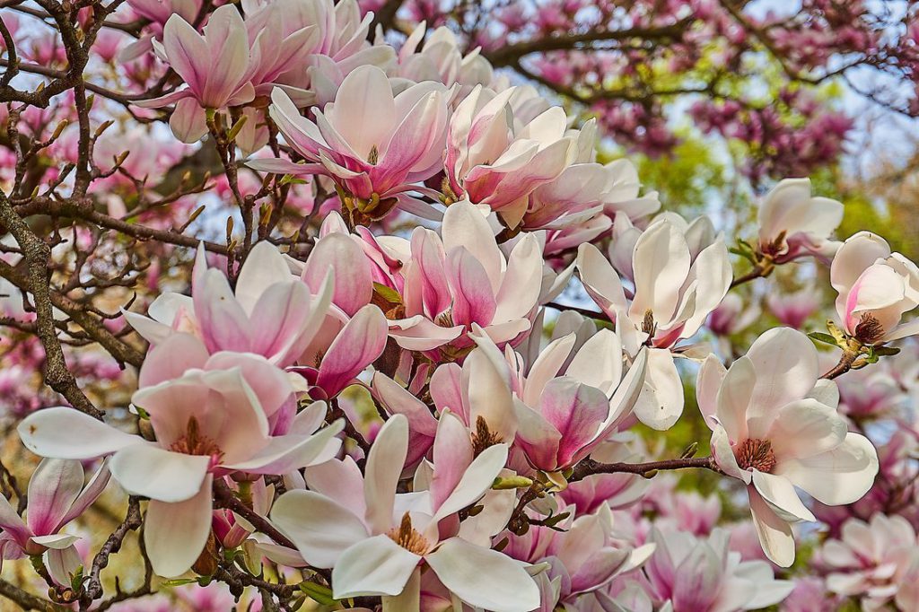 7 curiozități despre magnolie. Câte tipuri de magnolie există, cum se ...