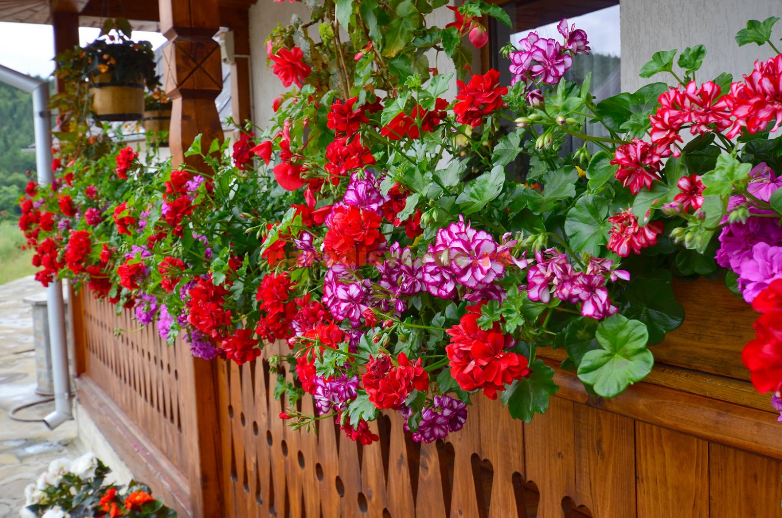 Imagini și denumiri de flori de grădină. Cum se numesc și cum arată ...