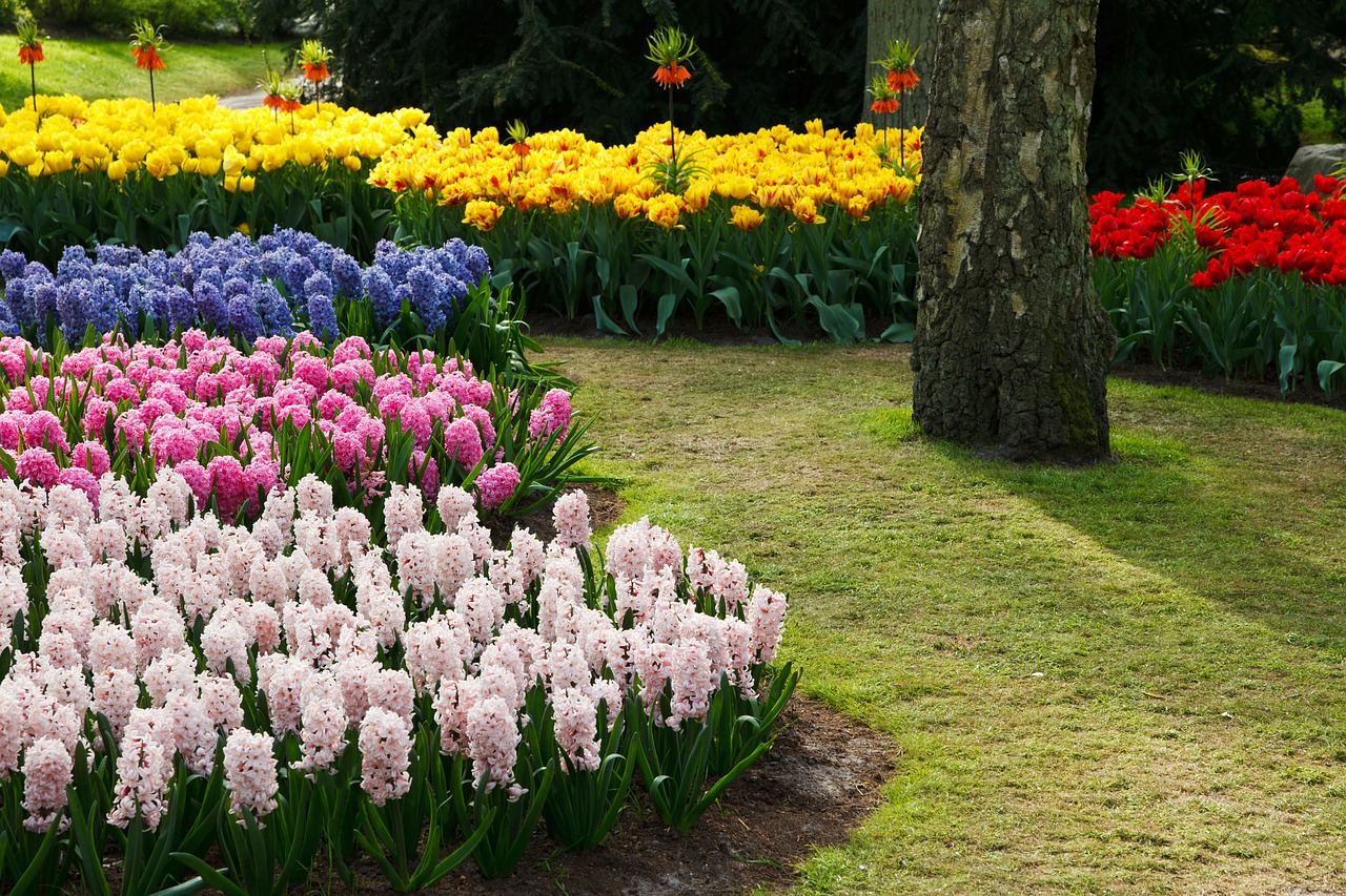 Imagini și denumiri de flori de grădină. Cum se numesc și cum arată ...