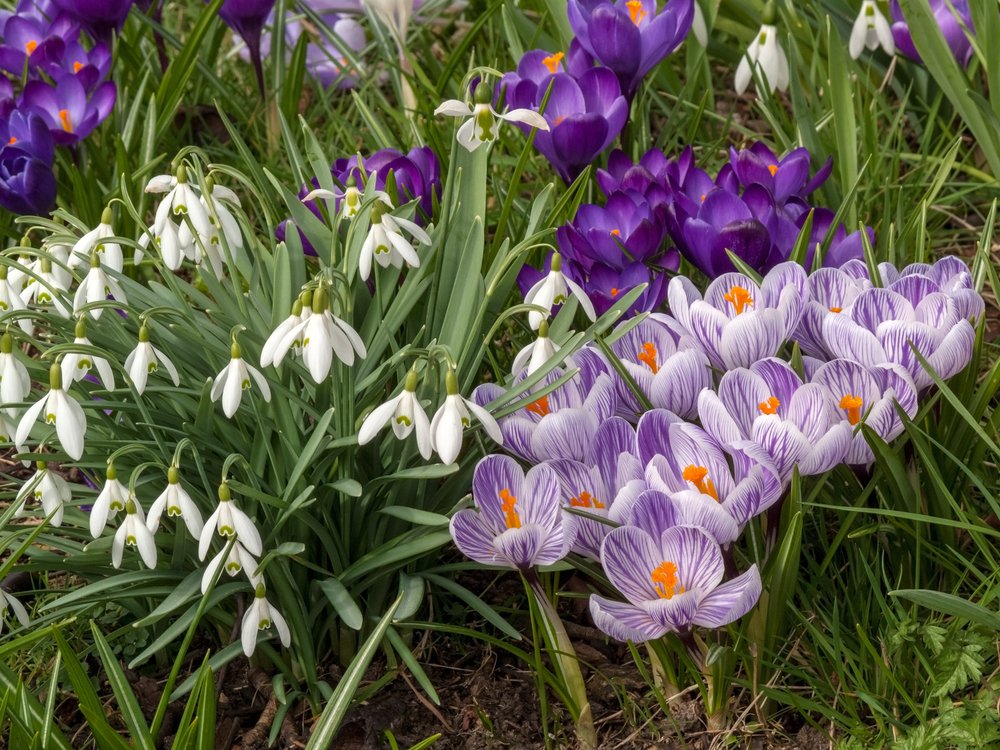 Imagini și denumiri de flori de grădină. Cum se numesc și cum arată ...