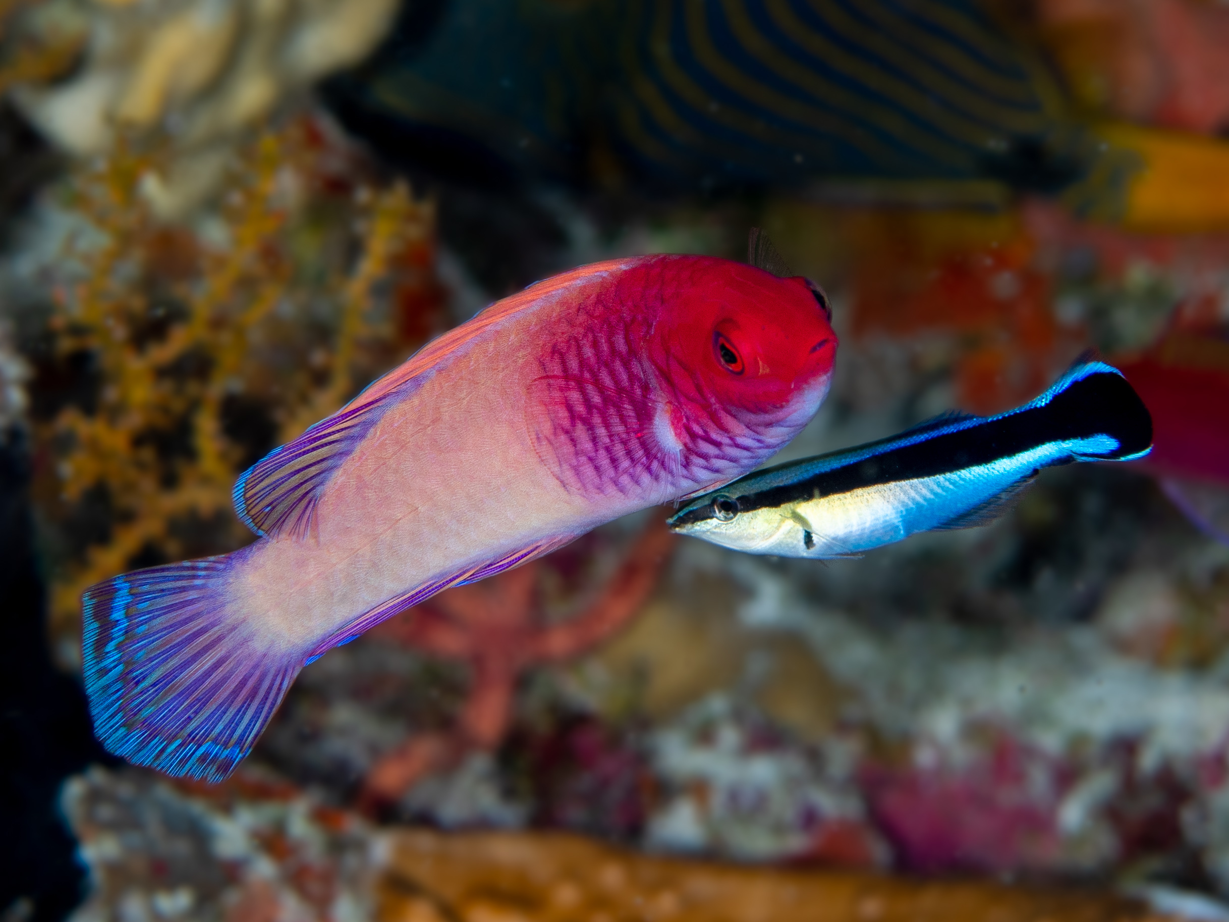 Peștele - curcubeu, peștele colorat din adâncuri. Ce îl face deosebit...