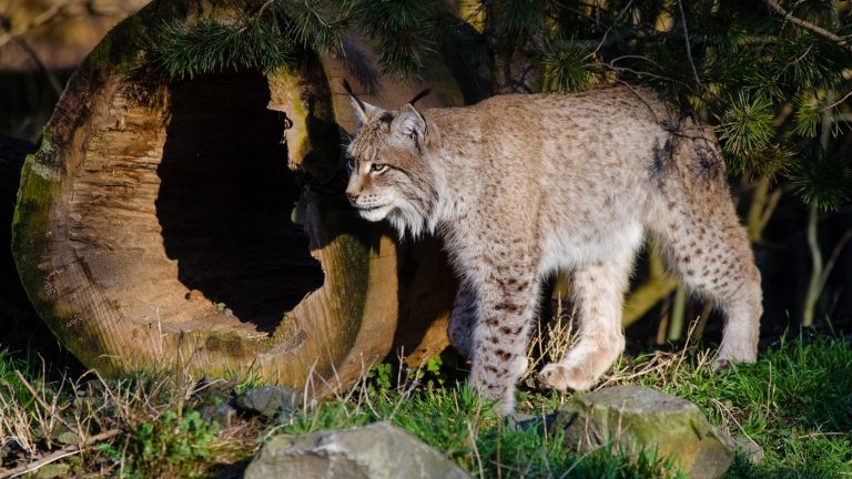Ce animale sălbatice trăiesc în România. 22 de specii care se găsesc în ...